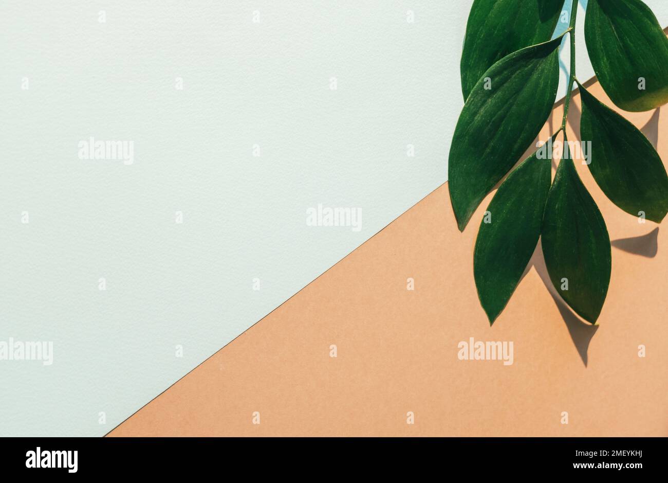 natural layout floral composition leaf blank paper Stock Photo - Alamy