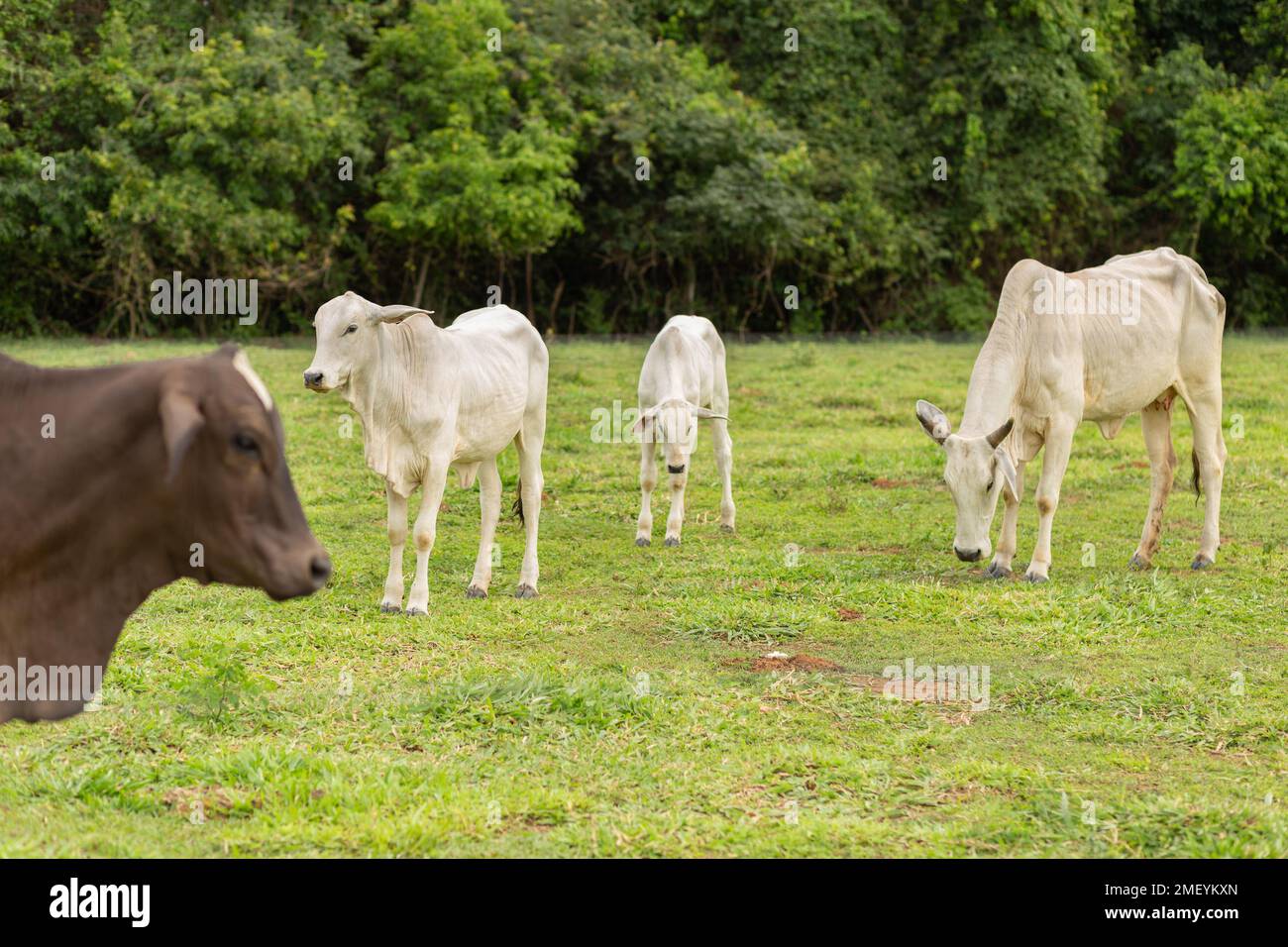 Goiania, Goiás, Brazil – January 23, 2023: A small herd of white cattle ...