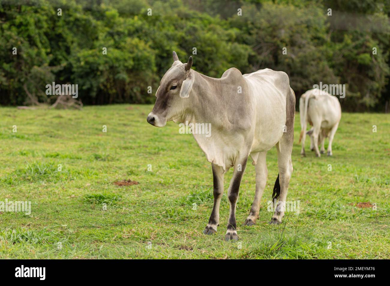 Goiania, Goiás, Brazil – January 23, 2023: A white cow with brown spots ...