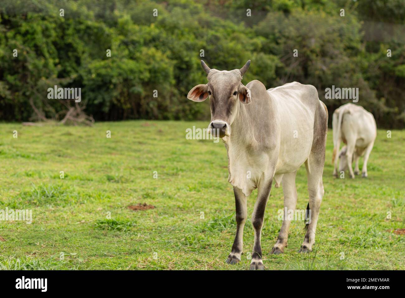 Goiania, Goiás, Brazil – January 23, 2023: A white cow with brown spots ...