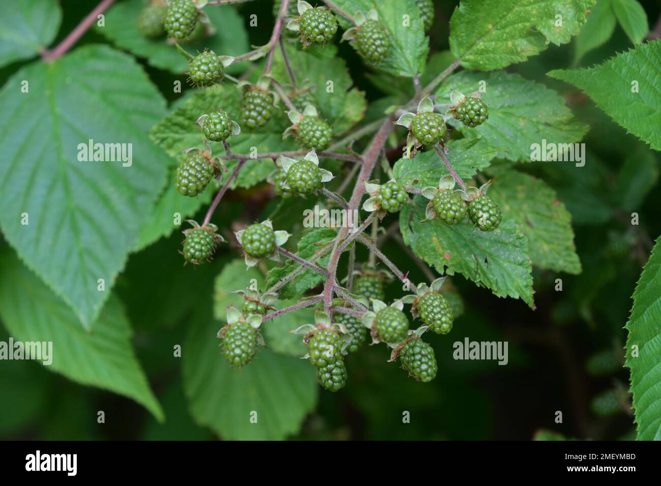 Unripe raspberries clustered together on a bush growing wild Stock ...
