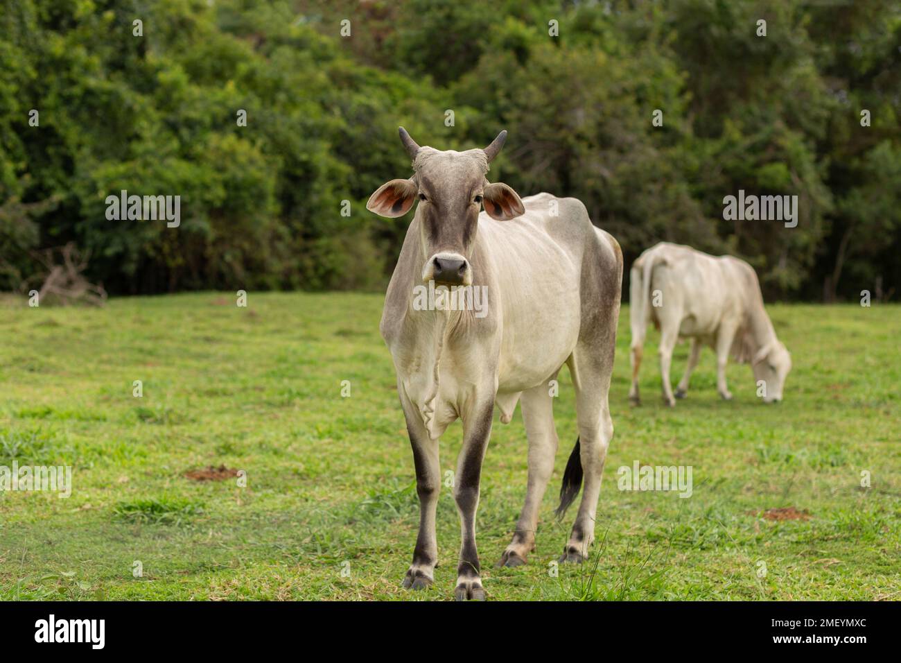Goiania, Goiás, Brazil – January 23, 2023: A white cow with brown spots ...