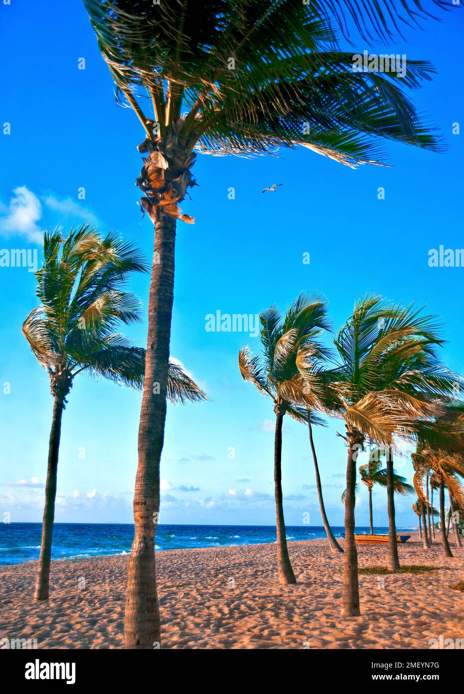 palm trees on a windy beach in Fort Lauderdale Stock Photo - Alamy