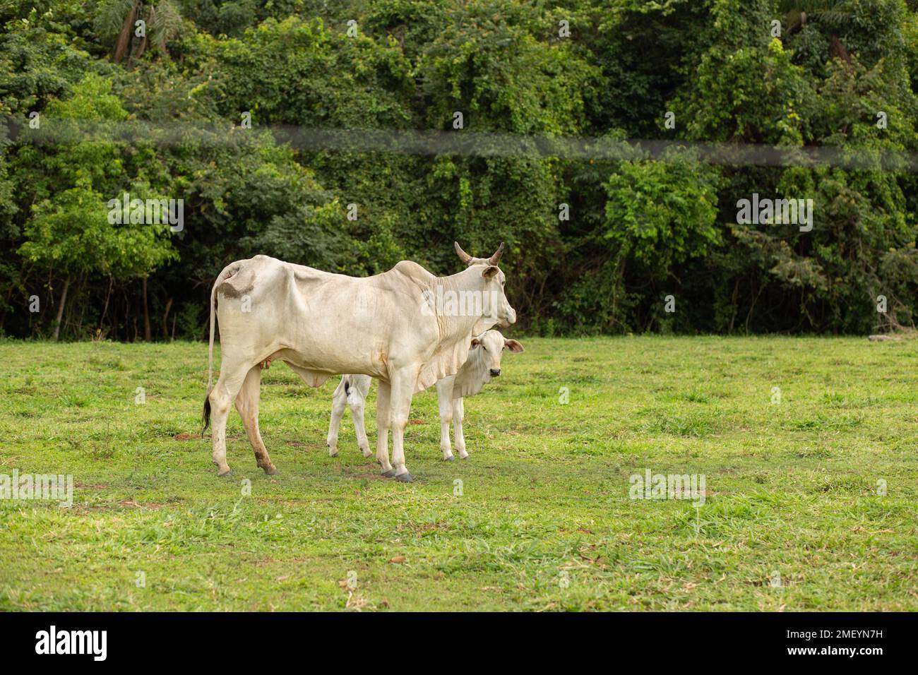 Cow grazing on lawn in hi-res stock photography and images - Alamy