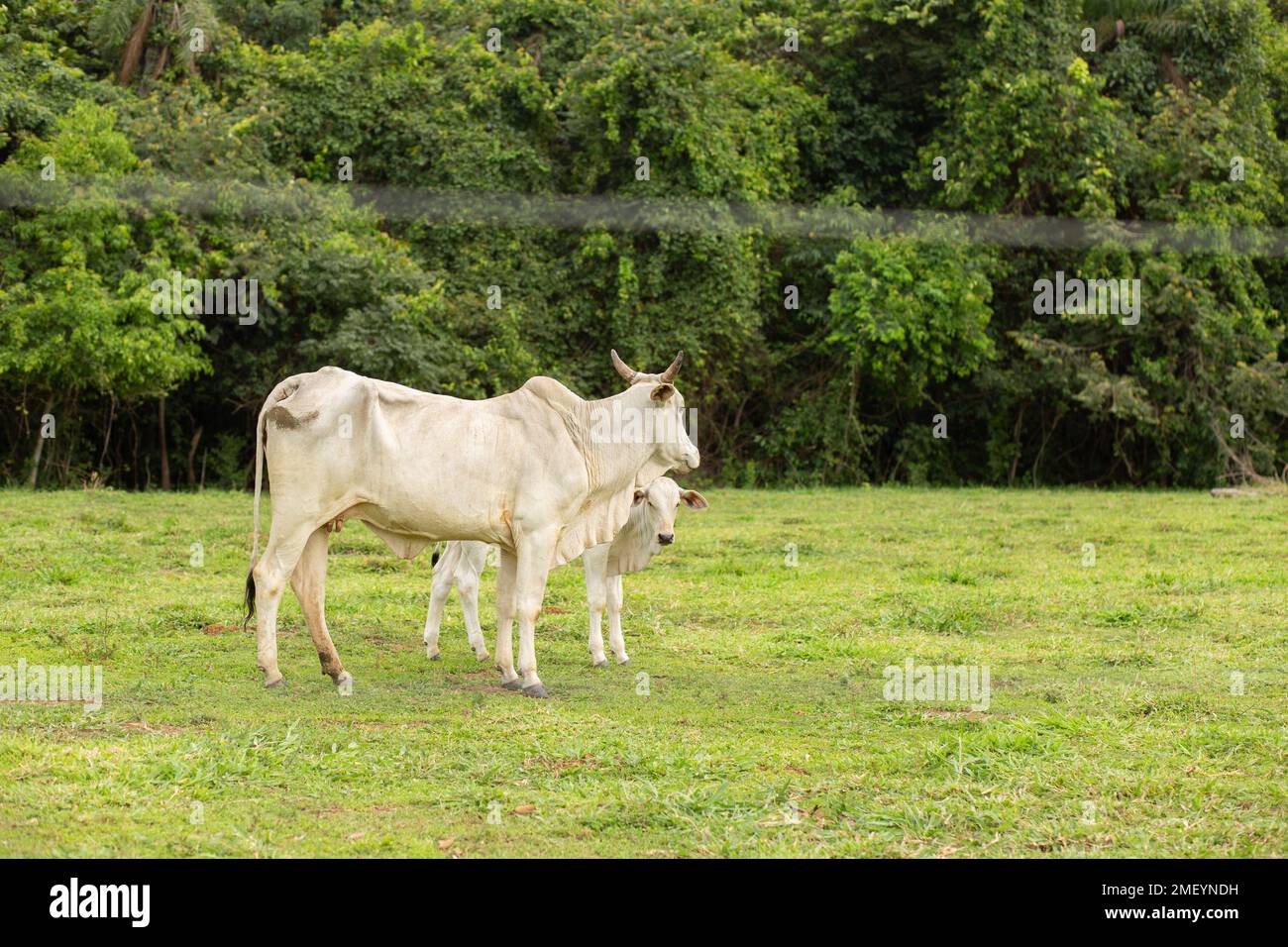 Goiania, Goiás, Brazil – January 23, 2023: A white cow along with her ...
