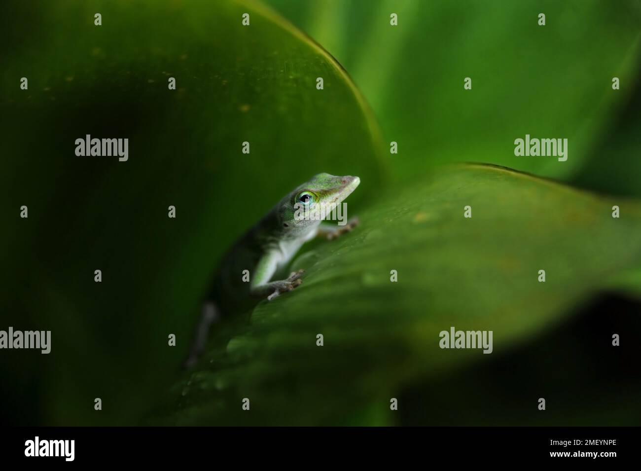 A lizard peeks out from leaves after rain storm Stock Photo - Alamy