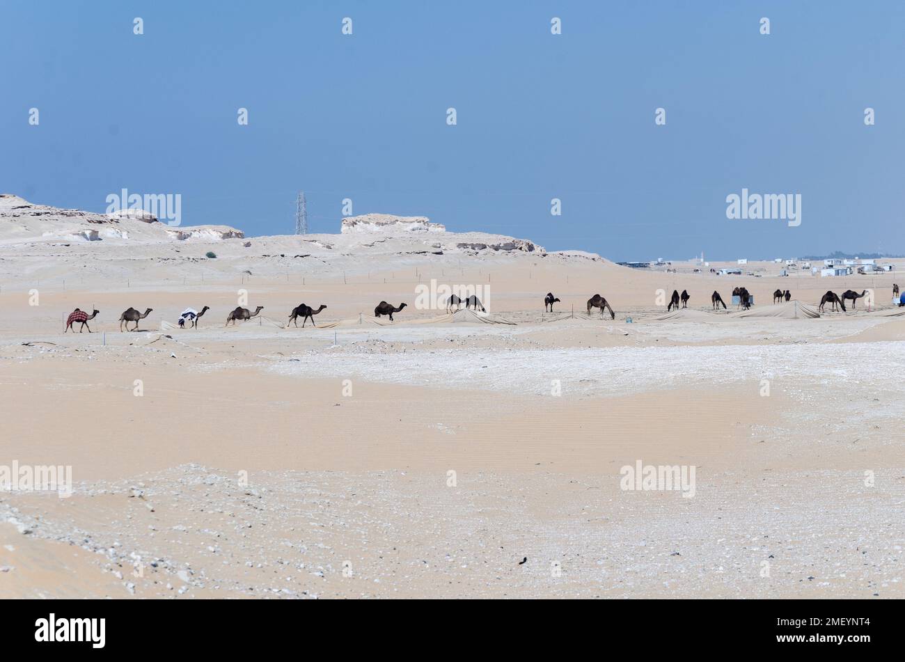 Camels in a desert village in Qatar Stock Photo - Alamy