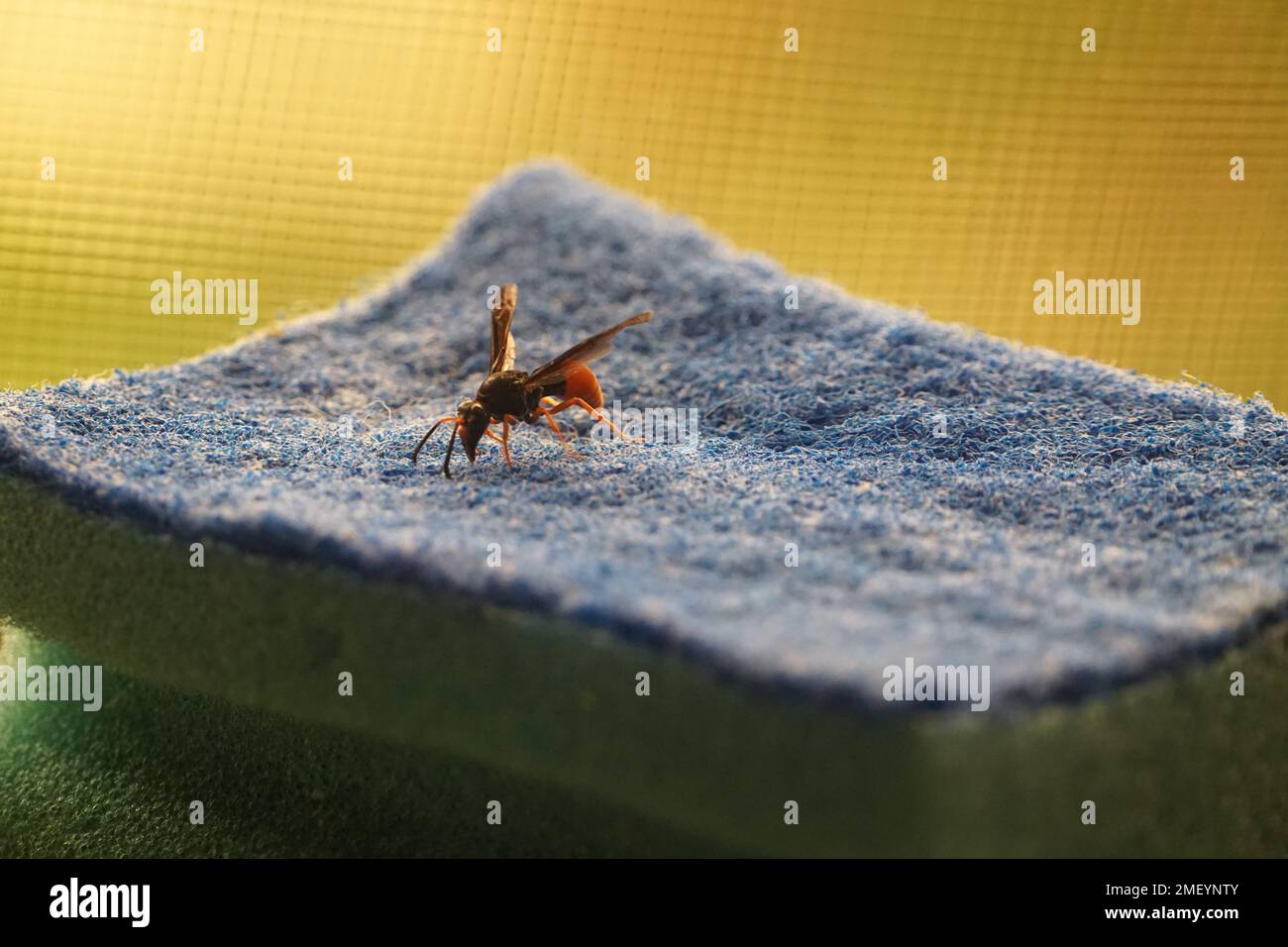 Detecting an insect hi-res stock photography and images - Alamy