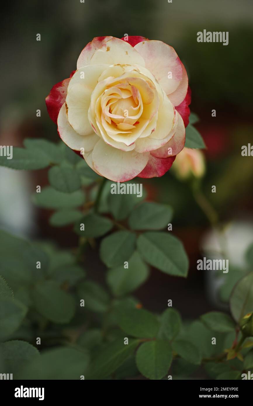 A vertical closeup shot of a blooming wild pink white rose in a garden ...