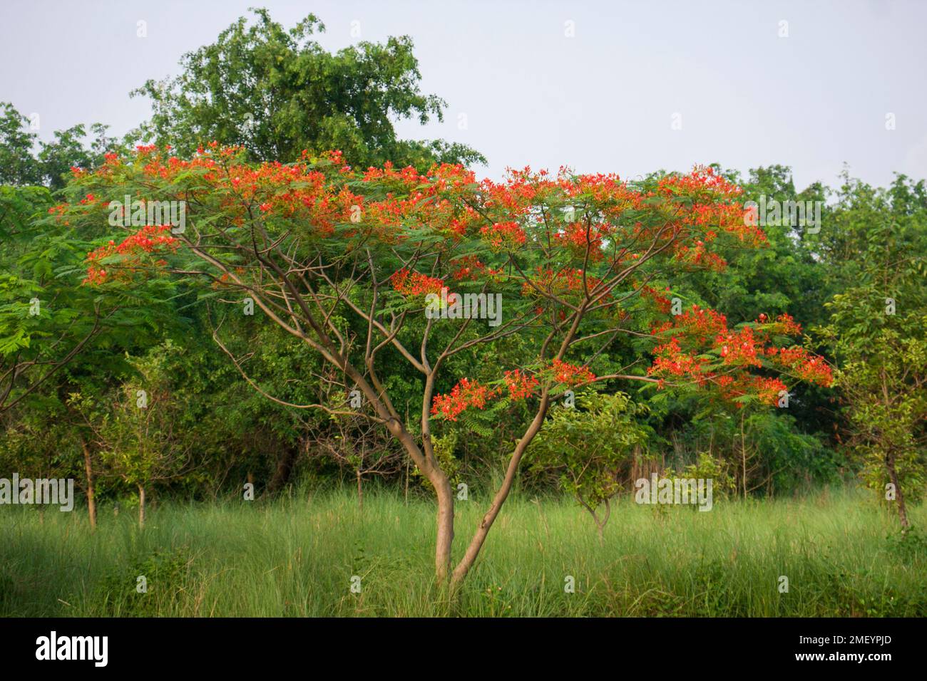 Krishna Chura Tree with flower - Krishna Chura Flower Stock Photo - Alamy