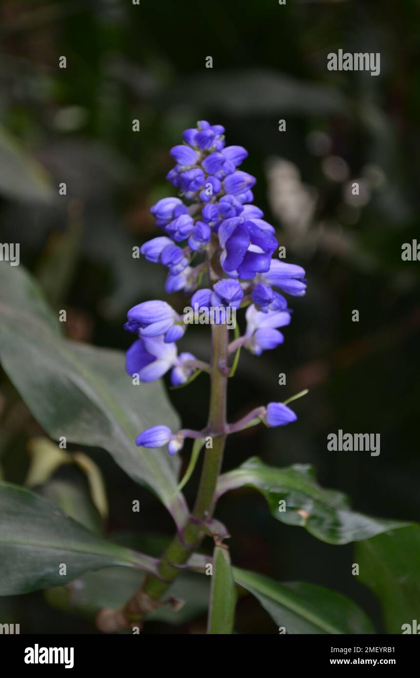 Gorgeous blooming purple flowers budding and flowering in a garden ...