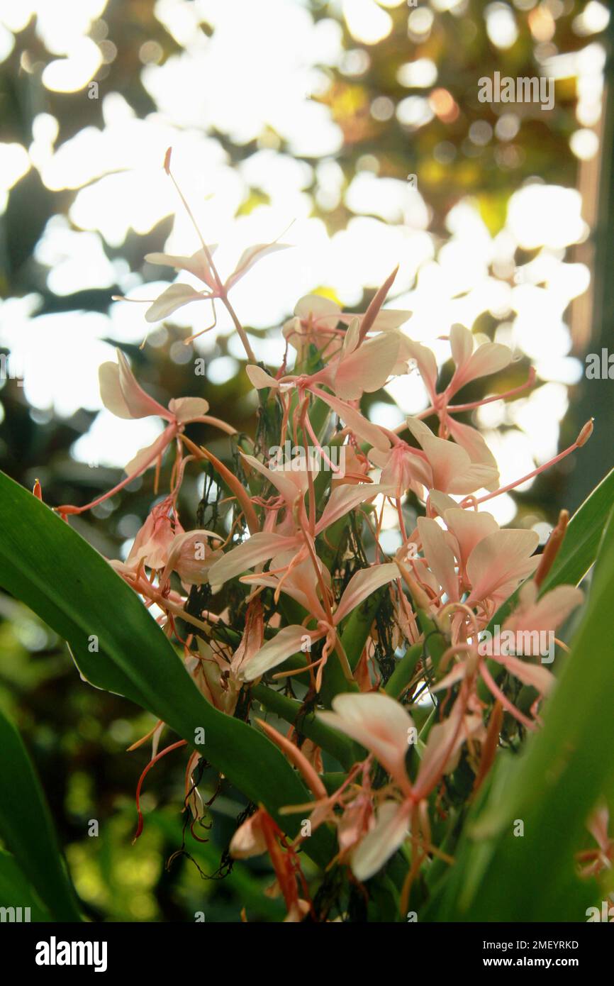 Hedychium spicatum (spiked ginger lily or perfume ginger) in bloom ...