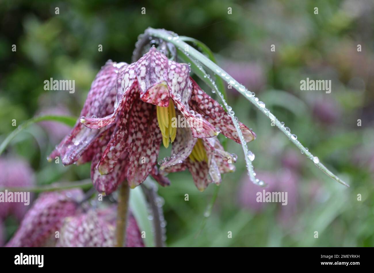 Dew drops clinging to checkered pattern petals on a blooming flower ...