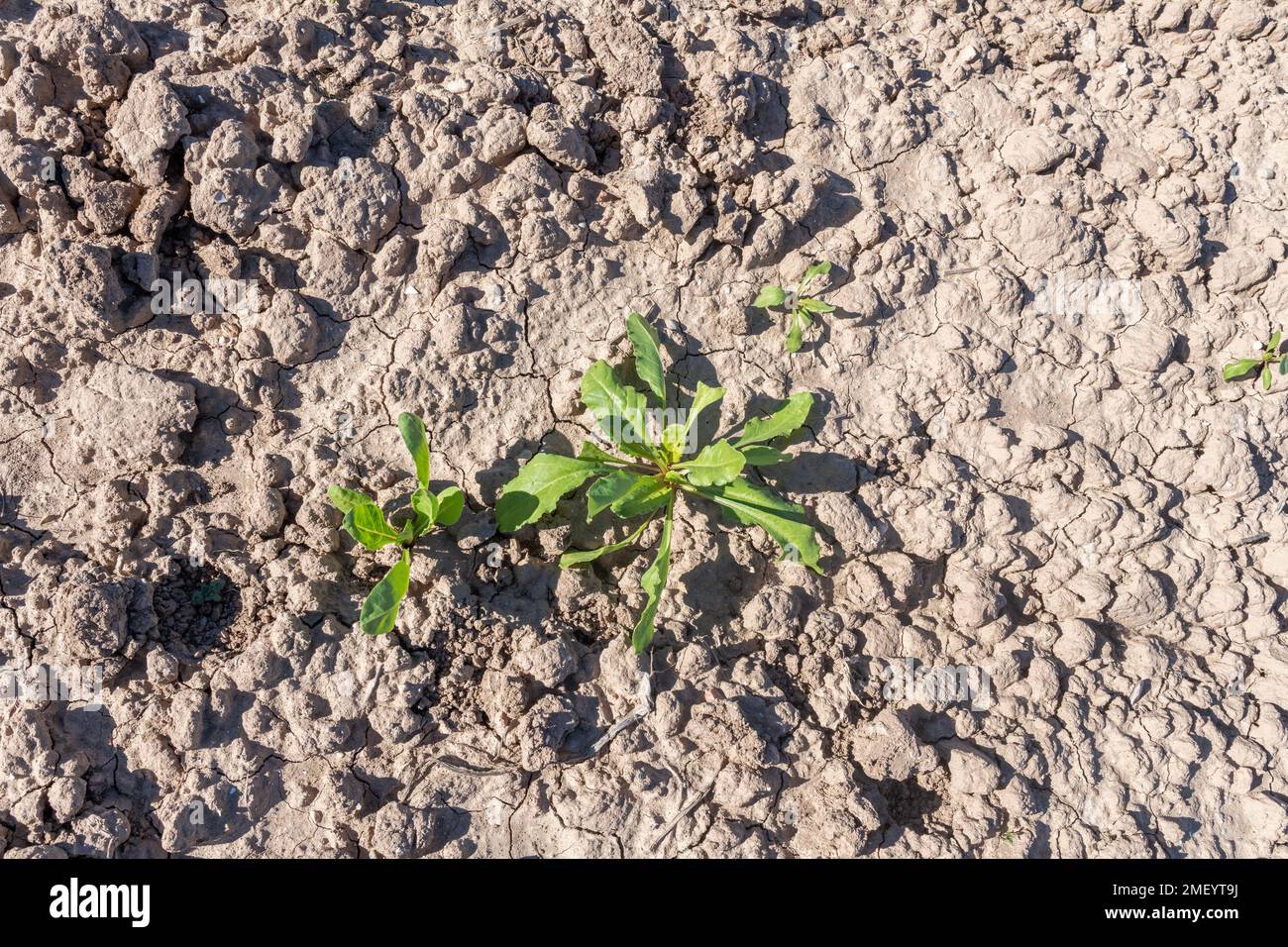 Green shoot in arid soil. Hope and growth Stock Photo - Alamy