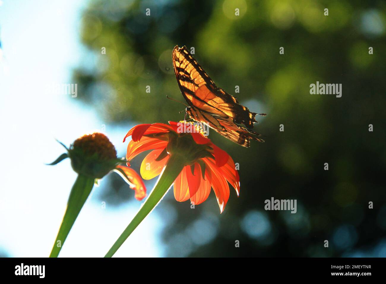 Tiger swallowtail butterfly in Georgia, USA Stock Photo - Alamy