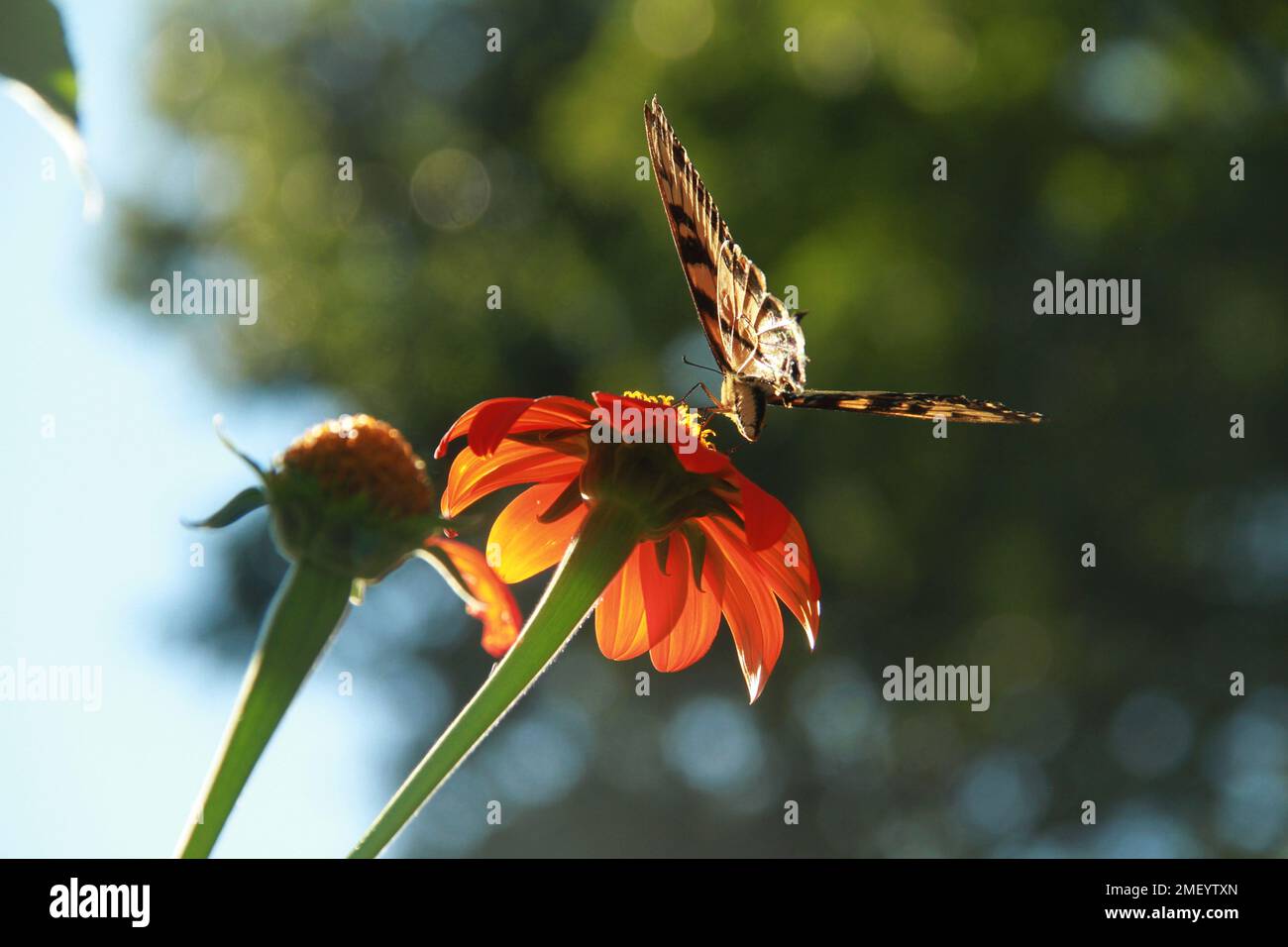 Tiger swallowtail butterfly in Georgia, USA Stock Photo - Alamy