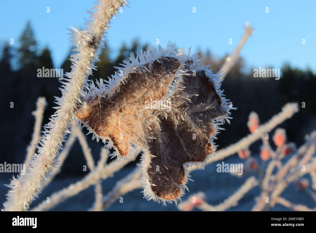 Frozen oak hi-res stock photography and images - Alamy