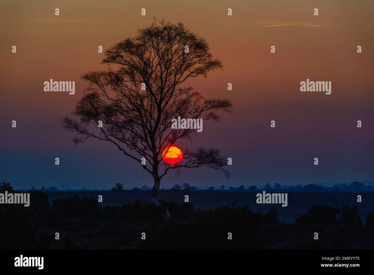 Sunset behind tree, setting red sun Stock Photo - Alamy