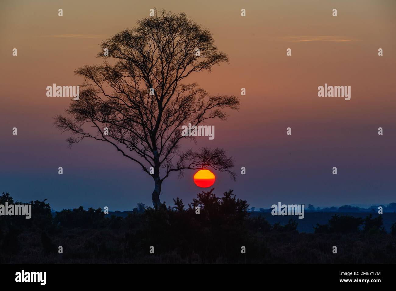 Tree setting hi-res stock photography and images - Alamy