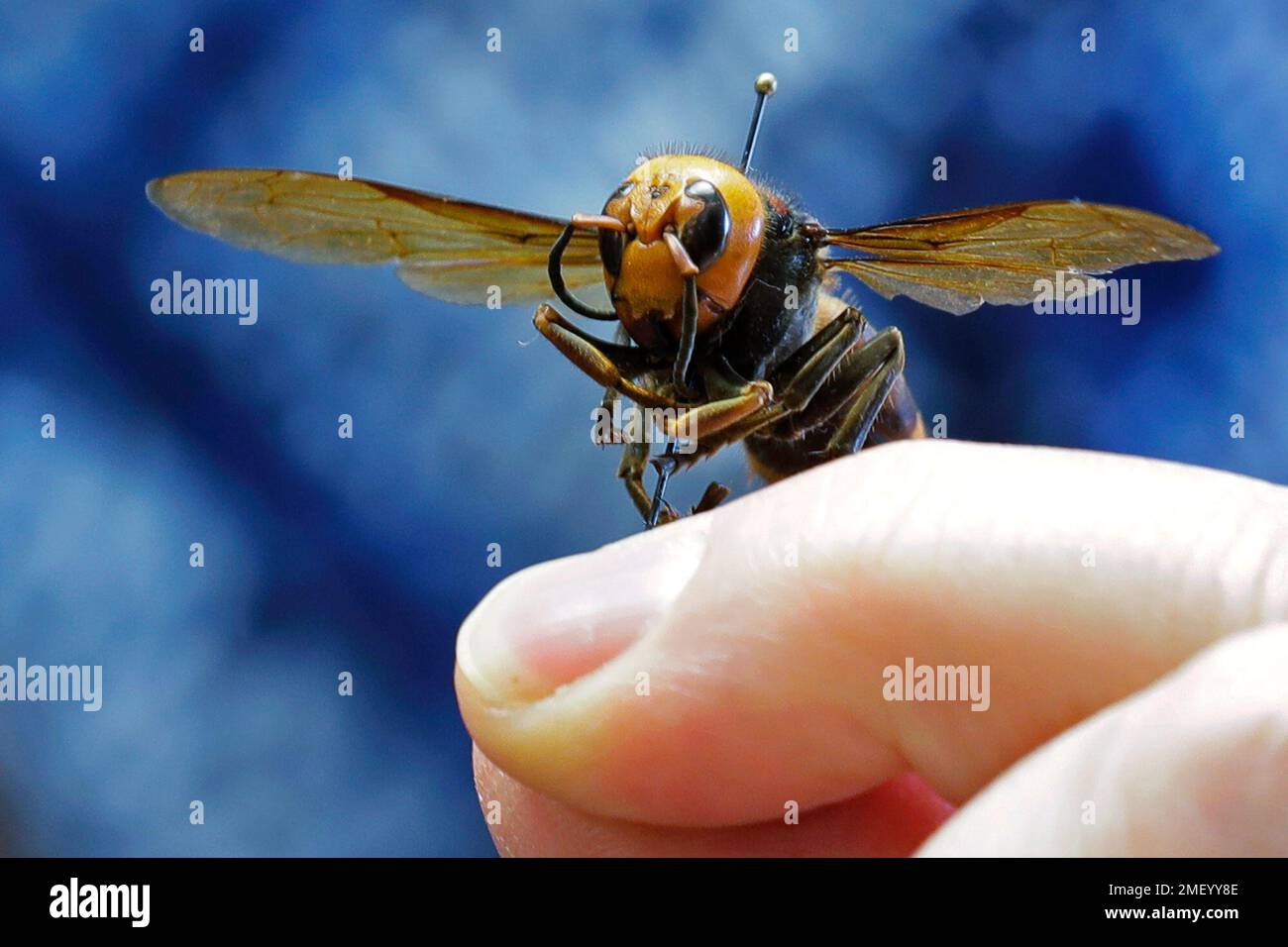 Giant wasps hi-res stock photography and images - Alamy