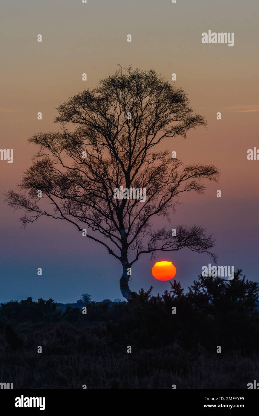 Tree setting hi-res stock photography and images - Alamy