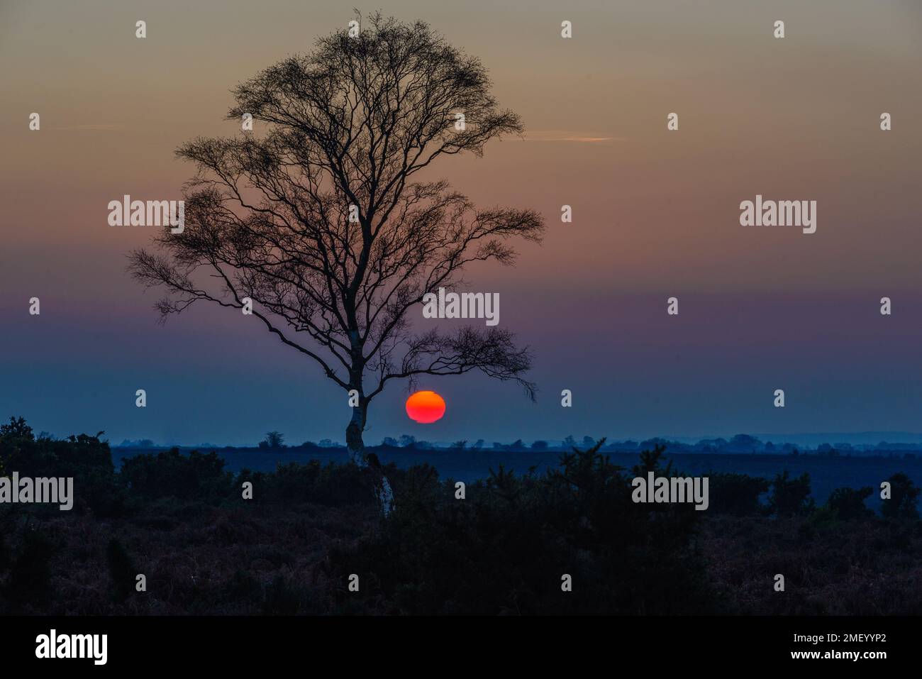 Sunset behind tree, setting red sun Stock Photo - Alamy