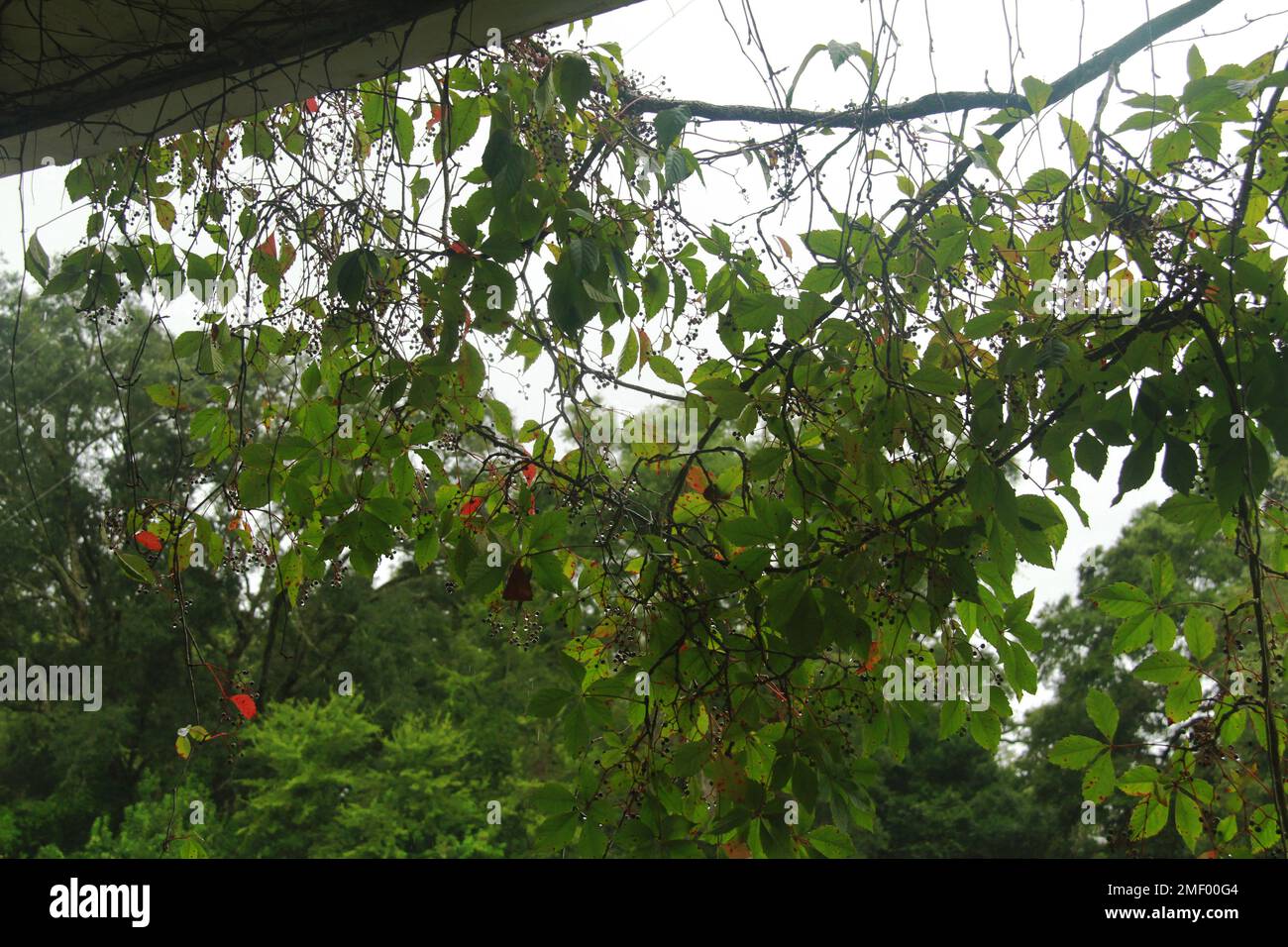 Close-up of a Virginia creeper plant growing on an abandoned building ...
