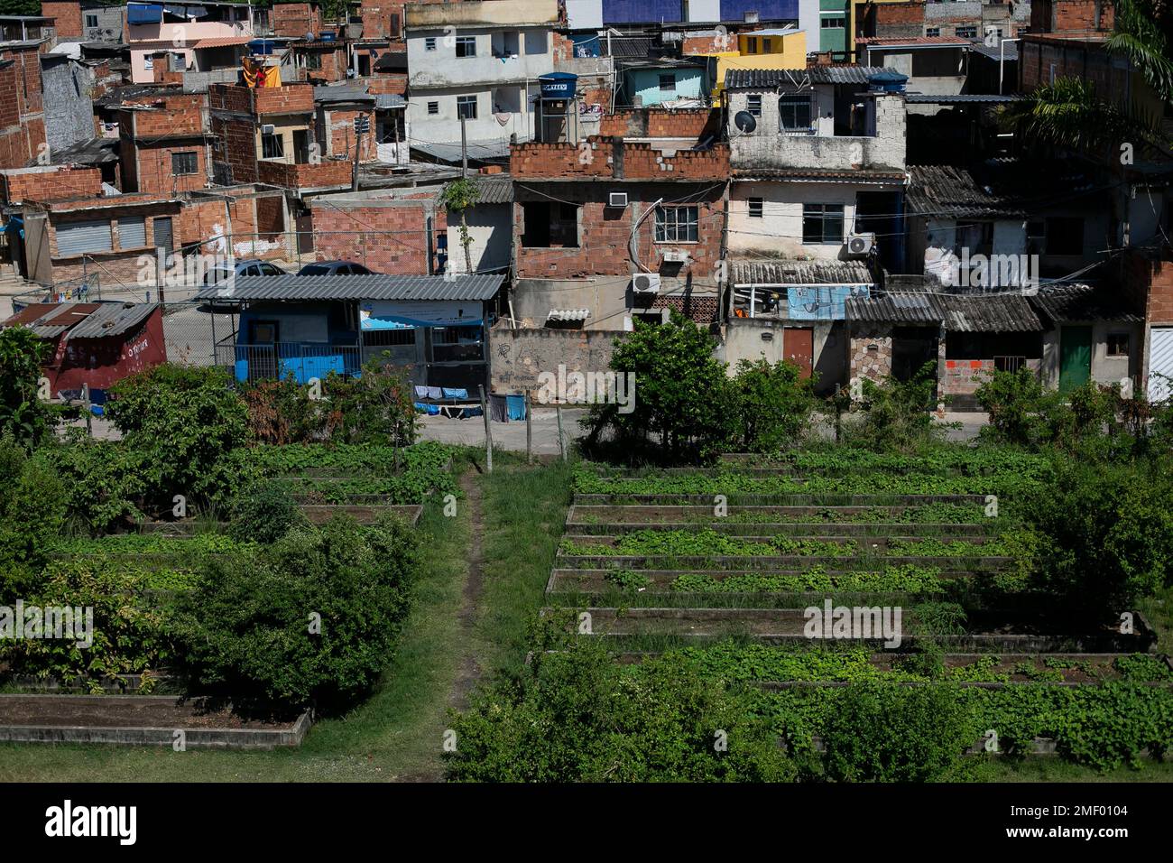 A community garden grows in the Manguinhos favela of Rio de Janeiro ...