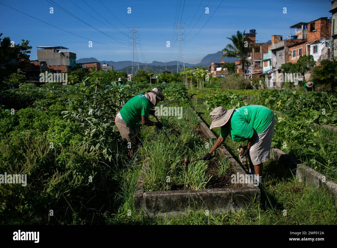 Residents work in a community garden in the Manguinhos favela of Rio de ...