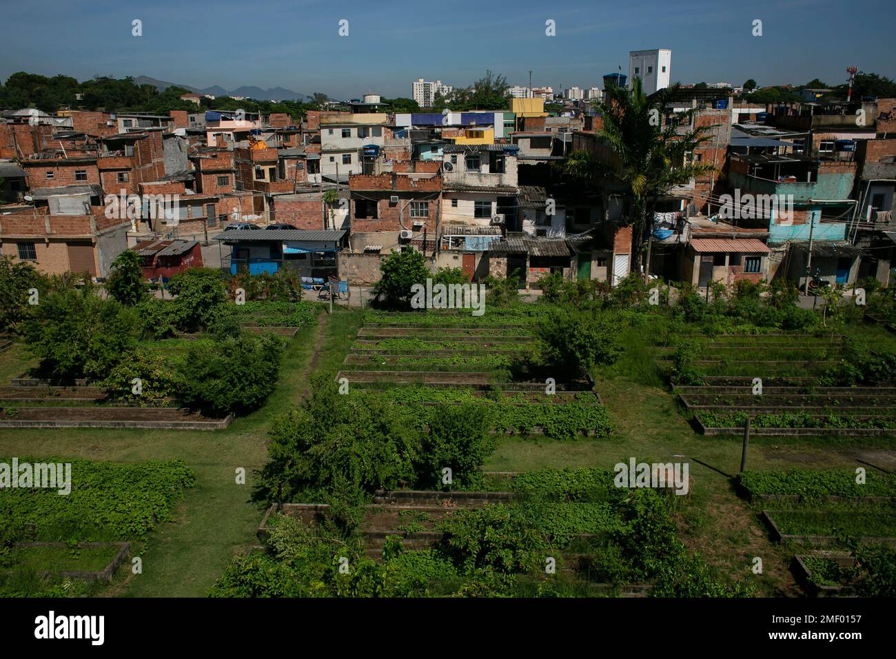 A community garden grows in the Manguinhos favela of Rio de Janeiro ...