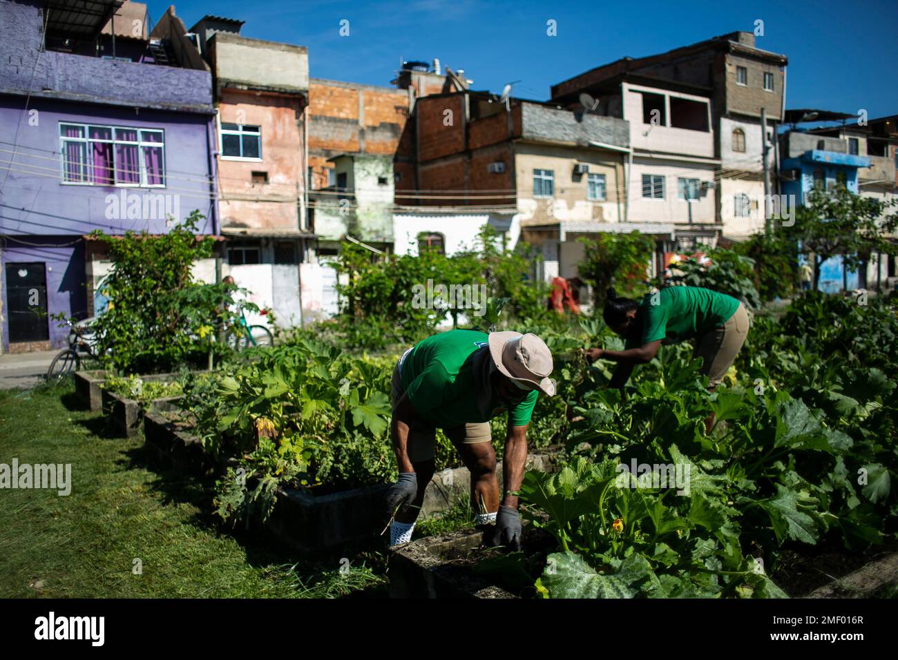 Residents work in a community garden in the Manguinhos favela of Rio de ...