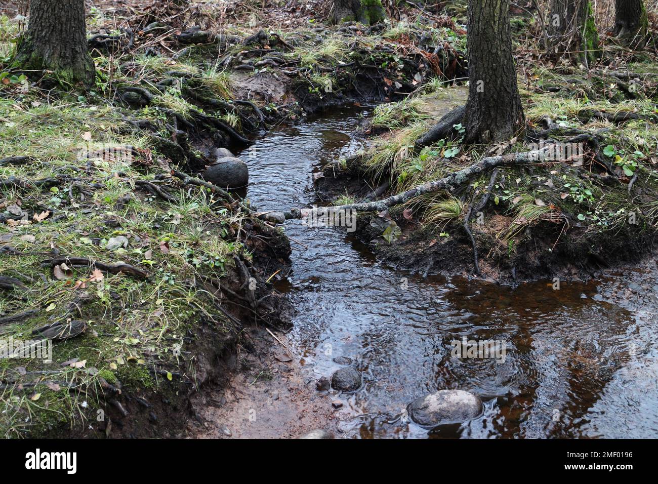 small narrow stream winding throught forest stream Stock Photo - Alamy