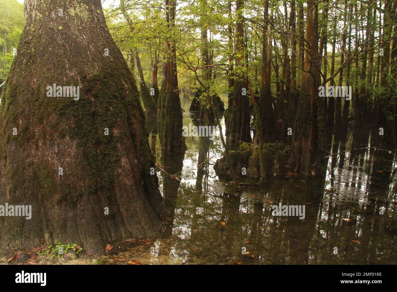 Cypress trees at Morrison Springs County Park, FL, USA Stock Photo - Alamy