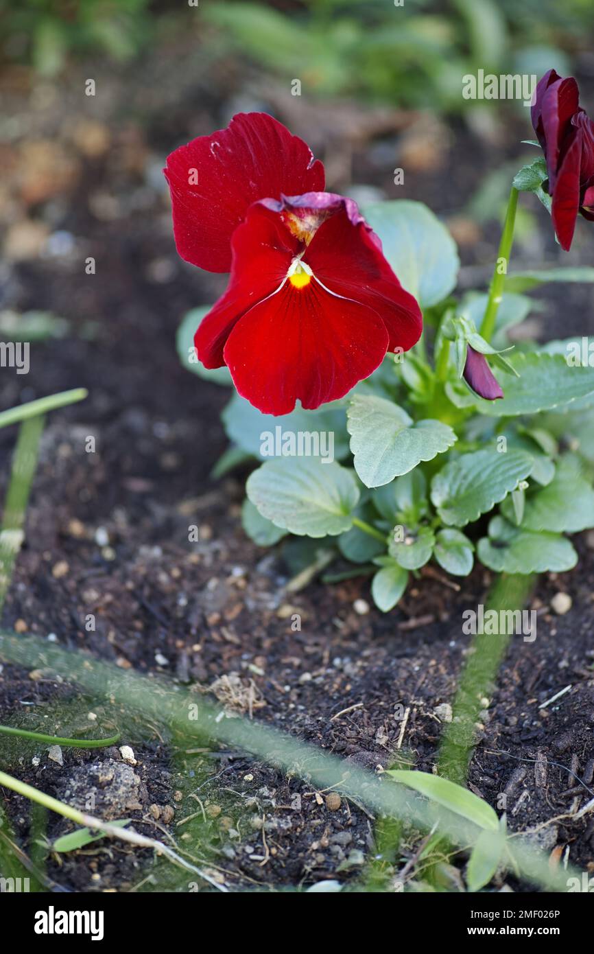 A vertical shot of a beautiful red pansy flower Stock Photo - Alamy
