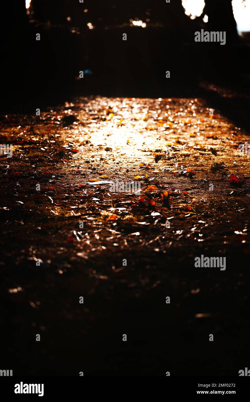 Yellow fallen tree leaves on the ground under the sunlight Stock Photo ...