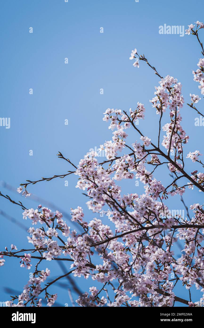 view, color, trees, gardening, macro, romantic, outdoor, korea, beauty ...