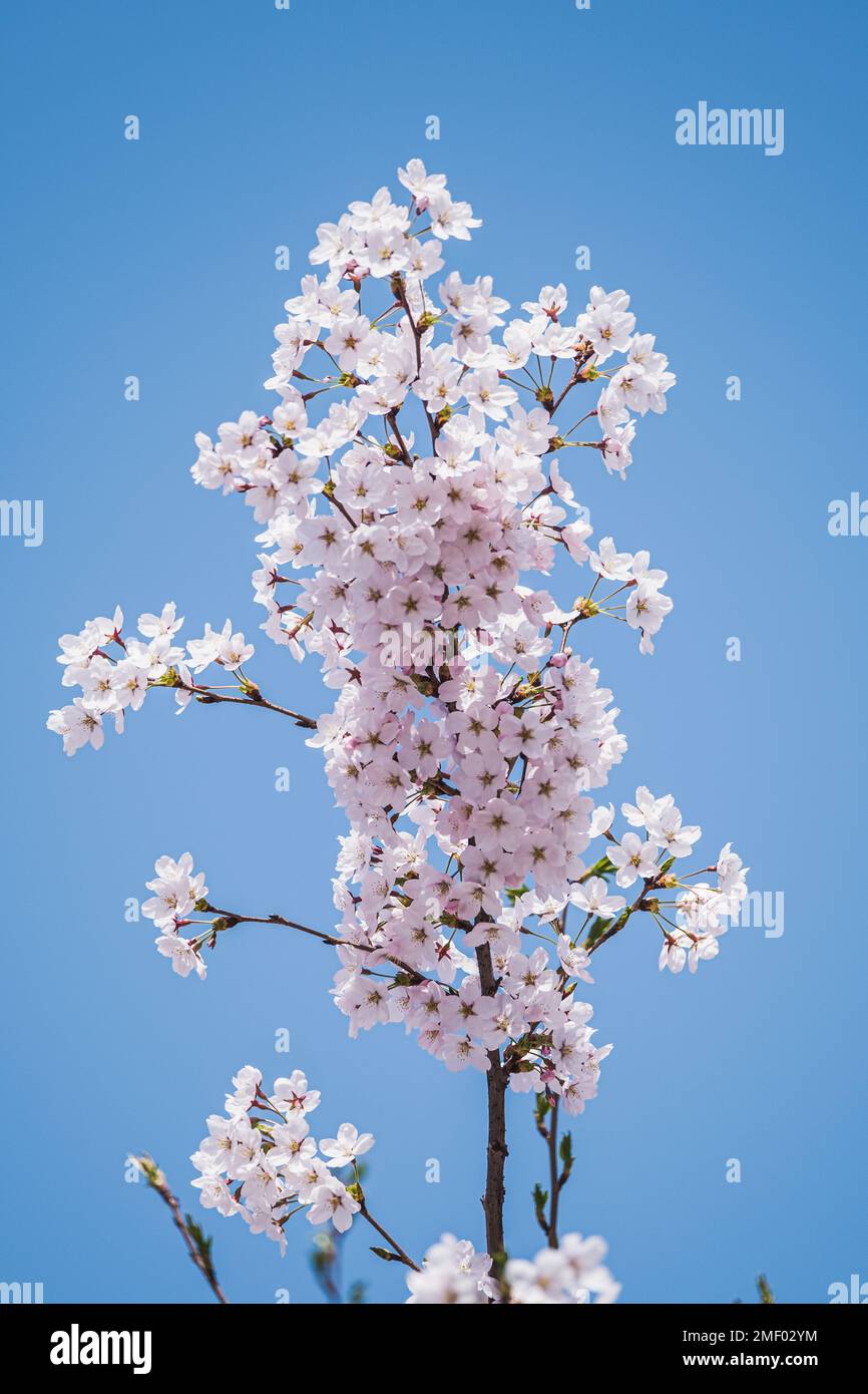 Wallpaper Sunshine Sakura Closeup Shot Of Delicate Cherry Blossom