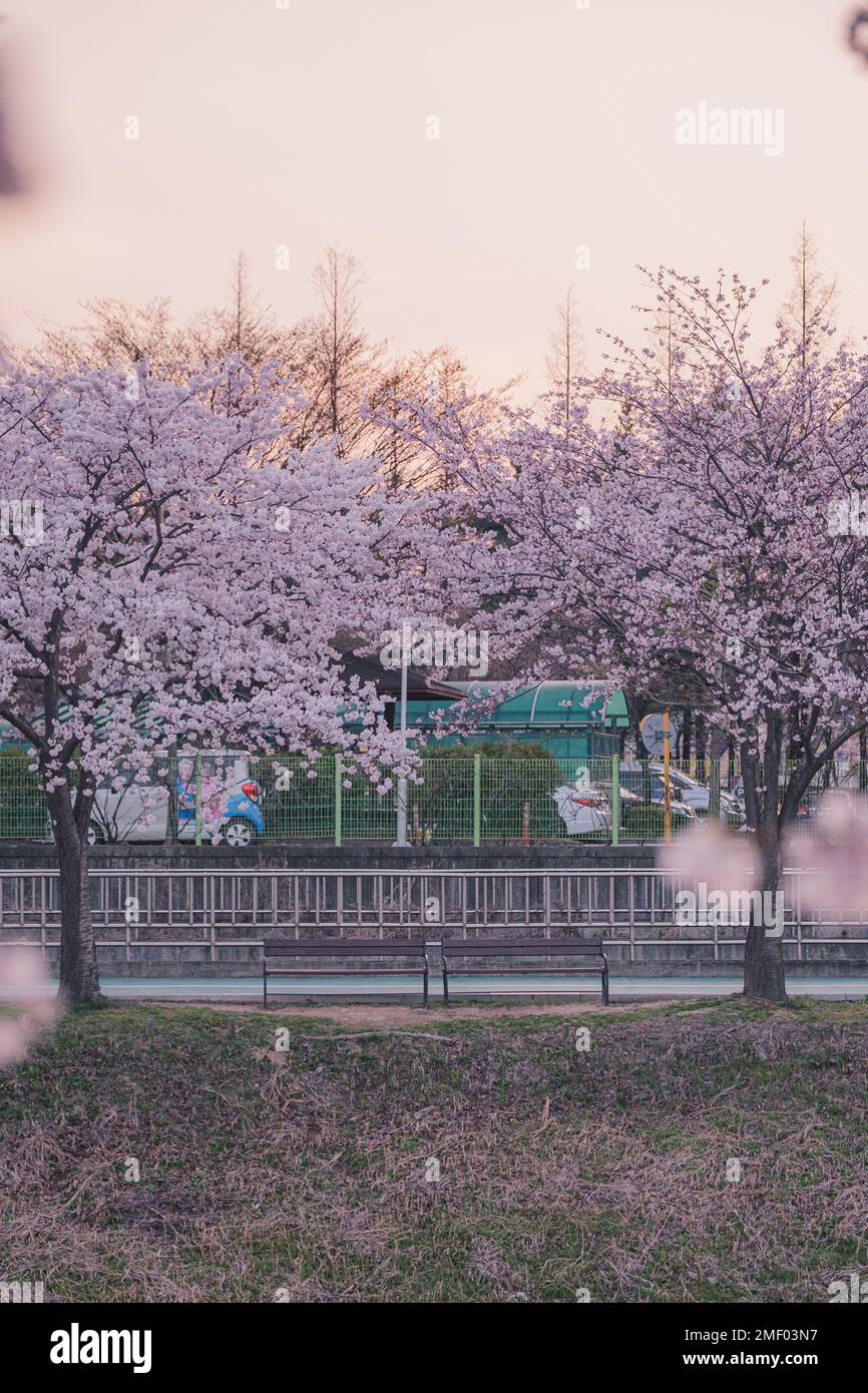 view, color, trees, gardening, macro, romantic, outdoor, korea, beauty ...