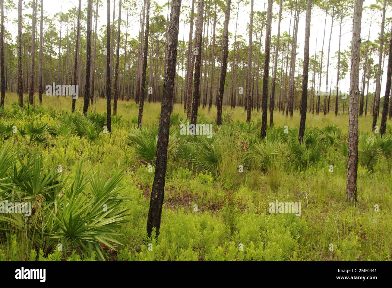 Panama City Beach Conservation Park, FL, USA. Native plants in the ...