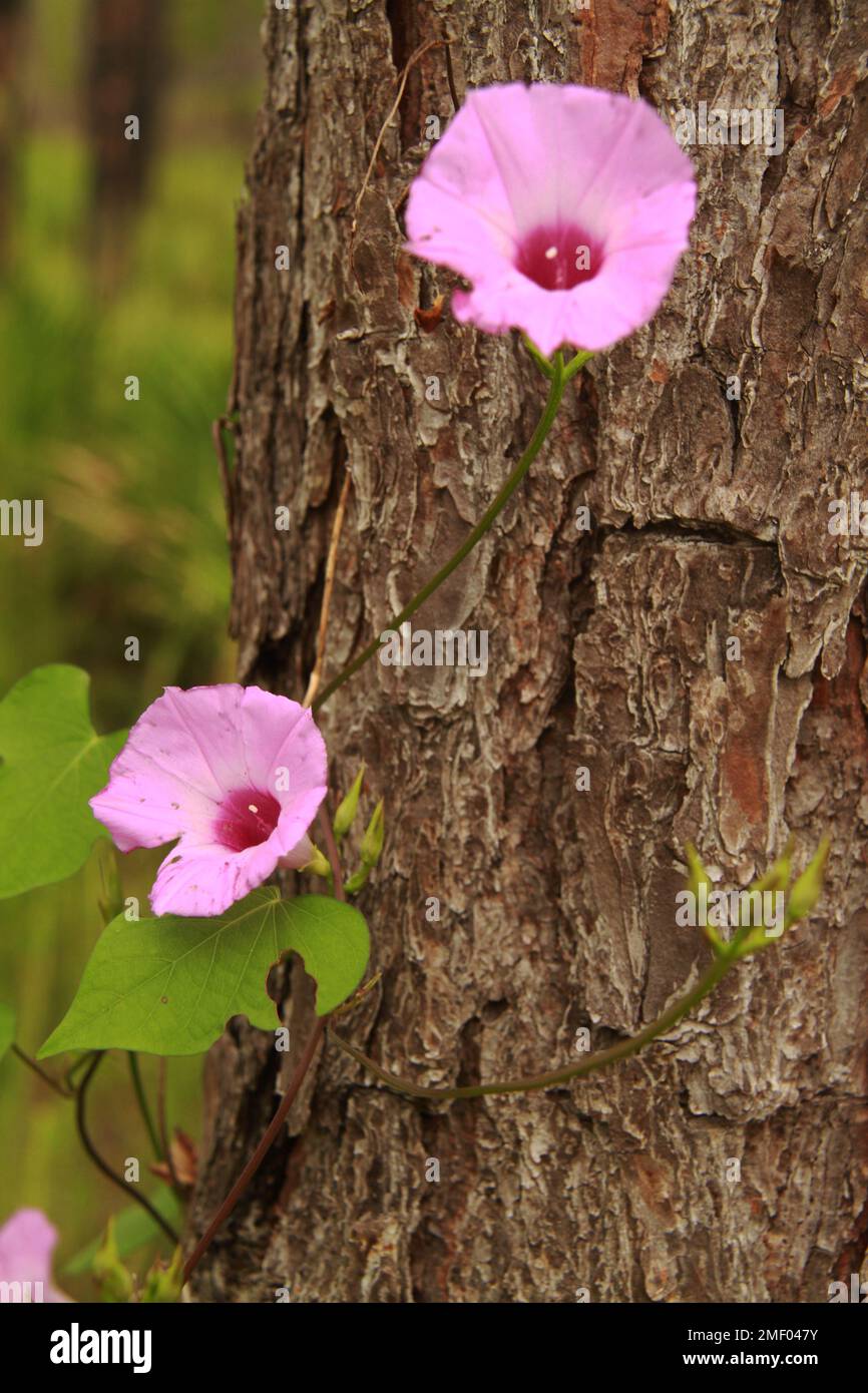 Ipomoea tiliacea hi-res stock photography and images - Alamy
