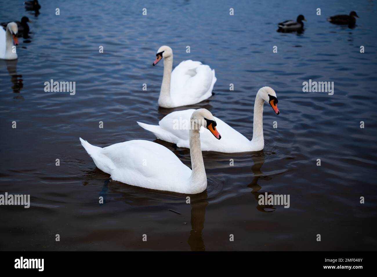 A group of swans on the lake feed during the day Stock Photo - Alamy