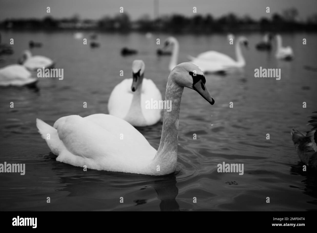 A group of swans on the lake feed during the day Stock Photo - Alamy