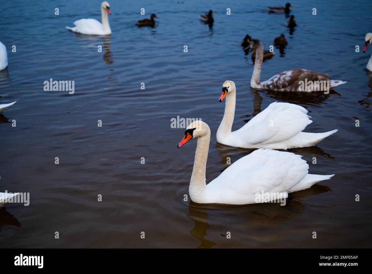 Swans group unique hi-res stock photography and images - Alamy