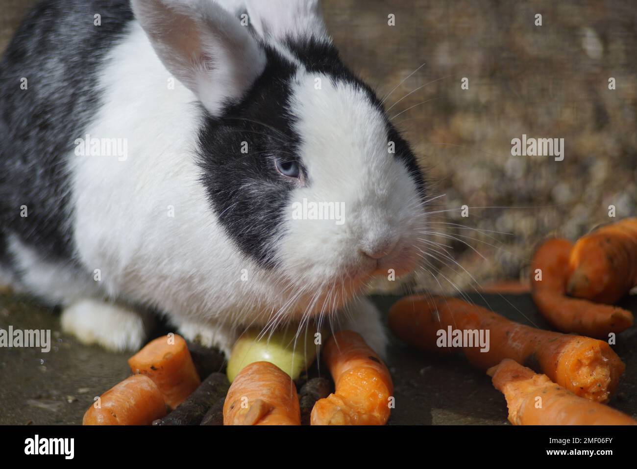 Dutch rabbit hi-res stock photography and images - Alamy
