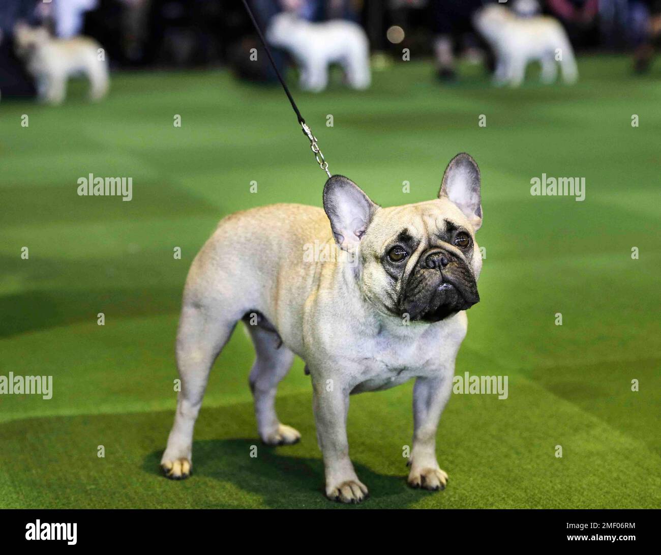 FILE - In this Feb. 16, 2015, file photo, a French bulldog competes at ...