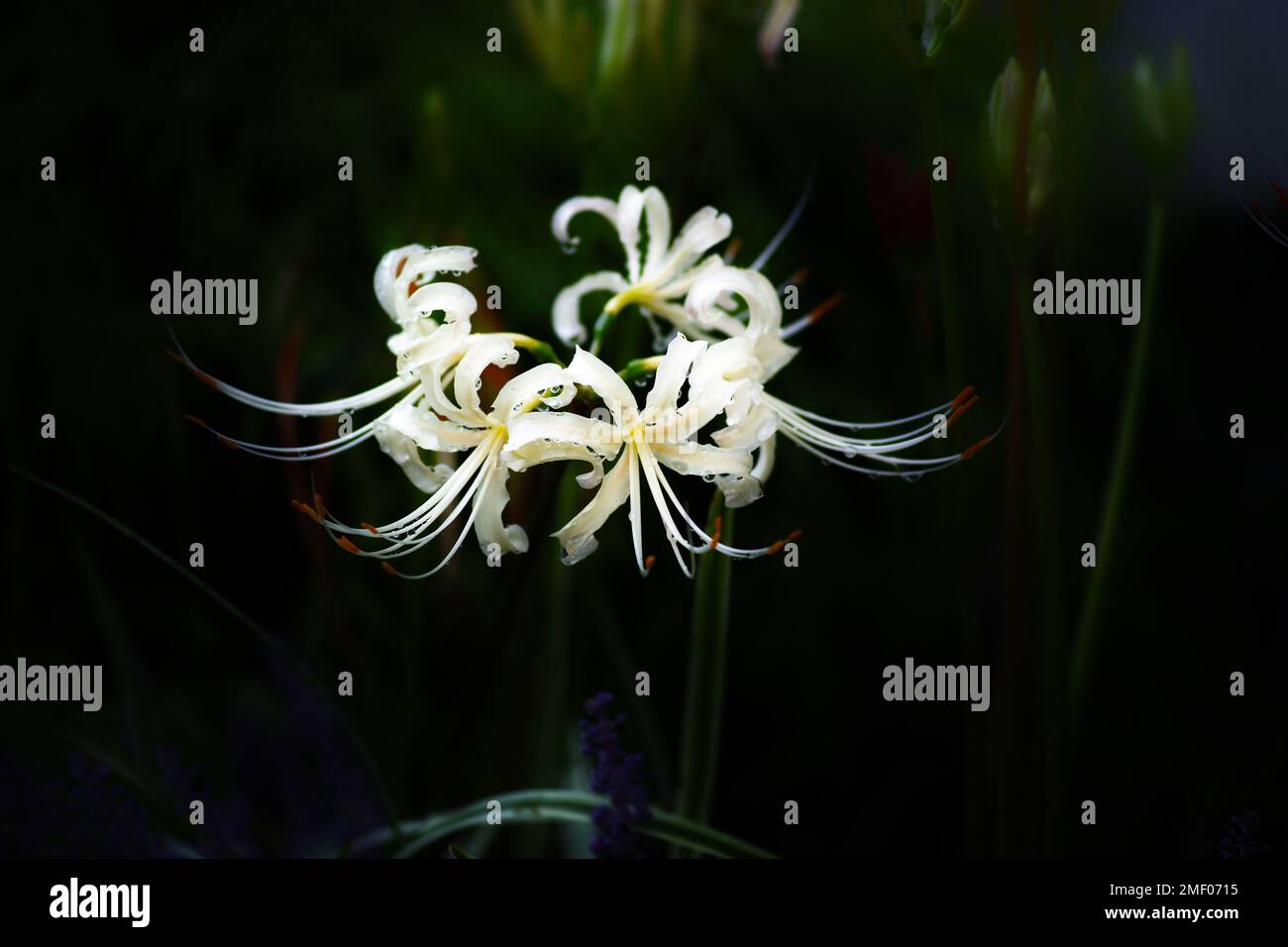 Lycoris plant hi-res stock photography and images - Alamy