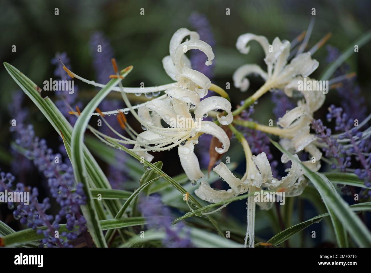 Lycoris plant hi-res stock photography and images - Alamy