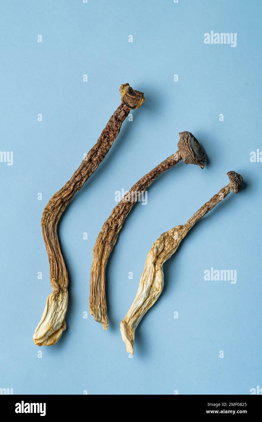 three dried Psilocybe cubensis mushrooms against blue background Stock ...