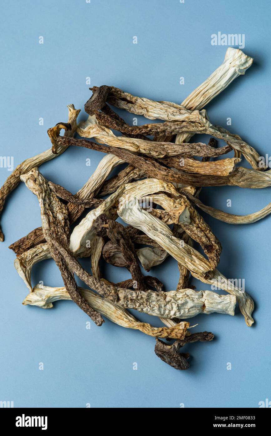 a Bunch of dried Psilocybe cubensis mushrooms against blue background ...