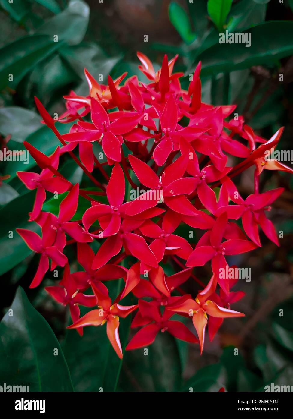 A close-up shot of a Chinese Ixora plant Stock Photo - Alamy